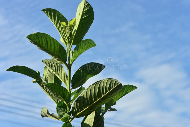 Guava Branches are Prepared for Planting Stock Photo - Image of herb ...