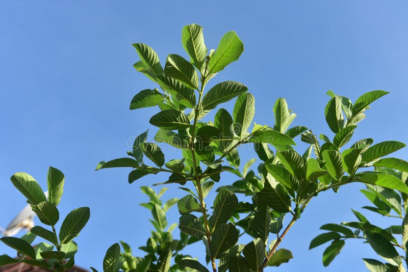Guava Branches are Prepared for Planting Stock Photo - Image of nature ...