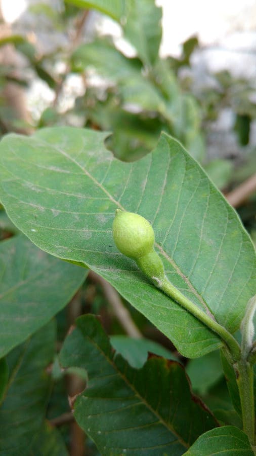 579 Guava Bud Stock Photos - Free & Royalty-Free Stock Photos from ...