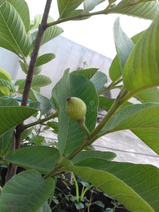 579 Guava Bud Stock Photos - Free & Royalty-Free Stock Photos from ...