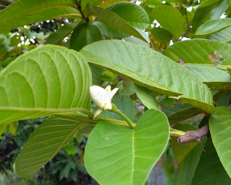 Guava bud on the tree stock photo. Image of produce - 267160714