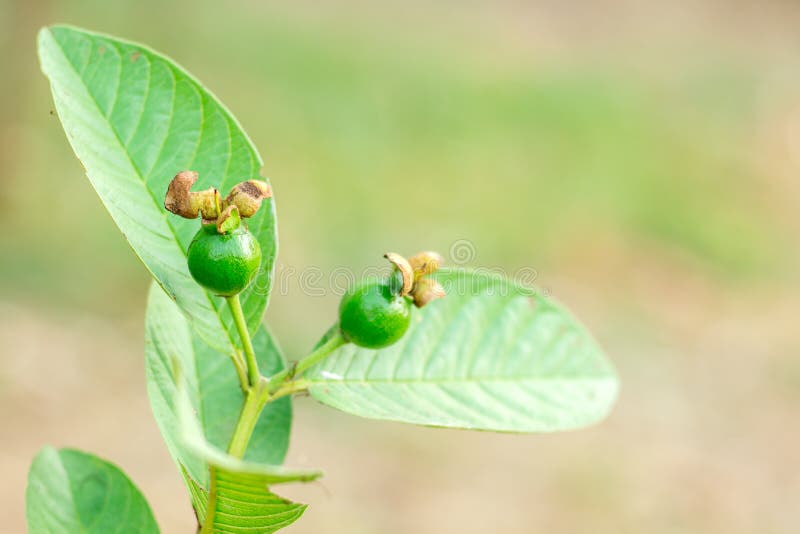 Guava Buds stock photo. Image of green, agriculture, leaves - 41178454