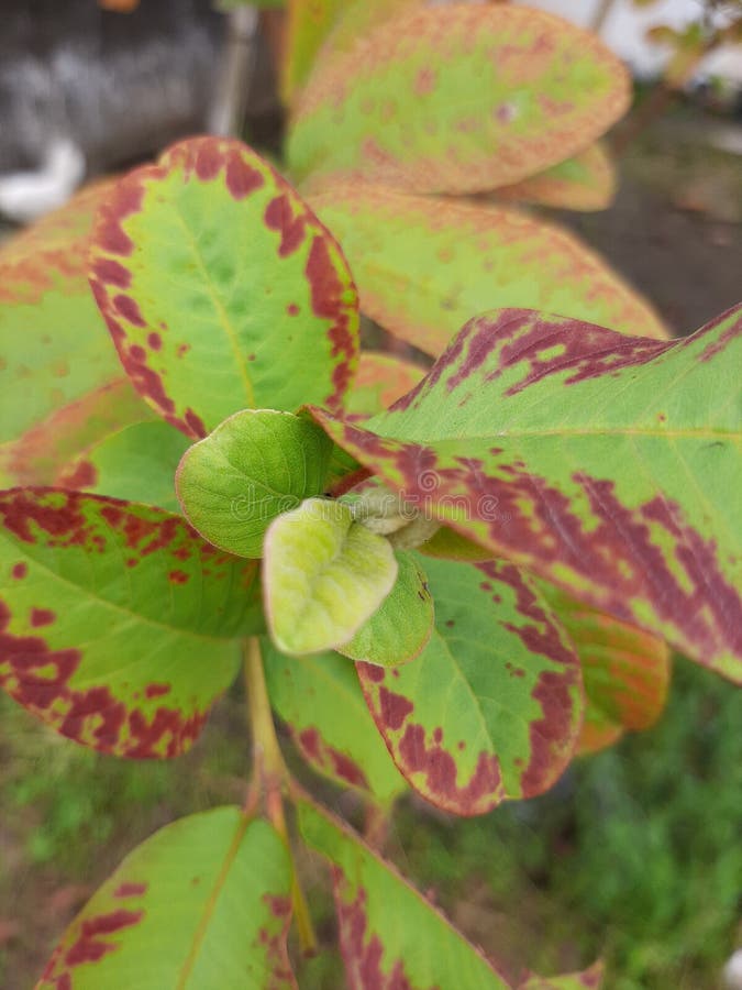 The Guava of Colorful Young Leaves Stock Image - Image of fresh, green ...