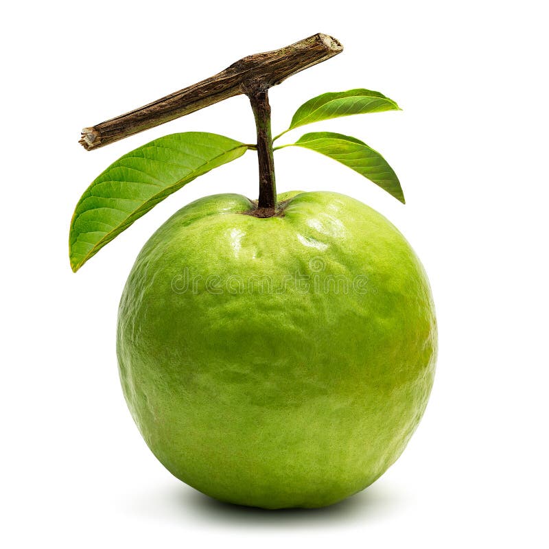 394 Guava Stem Stock Photos - Free & Royalty-Free Stock Photos from ...