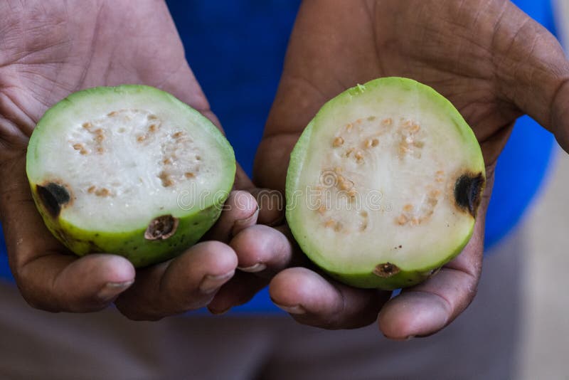 Guava cut in half stock image. Image of ingredient, detail - 91570737