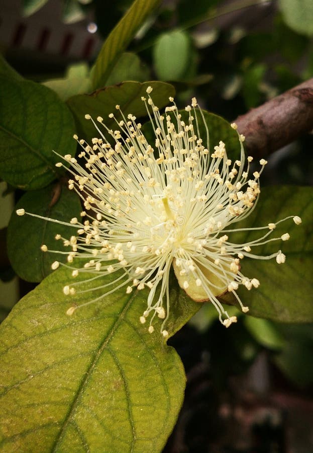 Guava flower stock photo. Image of leaves, plants, botany - 100833448