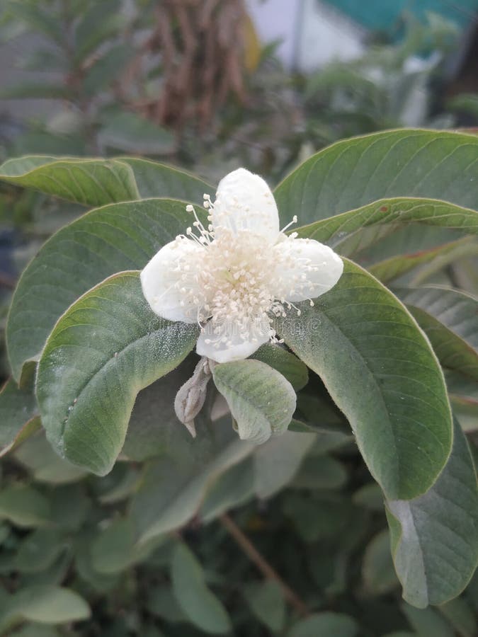 Guava flower stock image. Image of guava, wildflower - 263637991