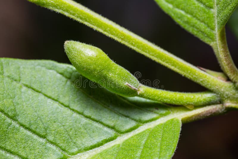 Guava flower bud stock image. Image of green, common - 112309419