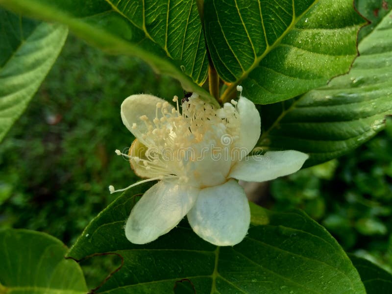 Guava Flower Common Guava, Psidium Guajava on the Tree Stock Photo ...