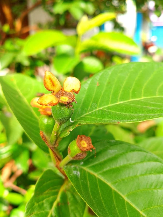 The Guava Flower that Has Developed into a Guava Fruit that is Still ...