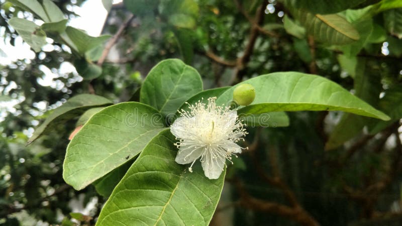 Guava Flower with Leaves and Bud Stock Image - Image of natural, famous ...