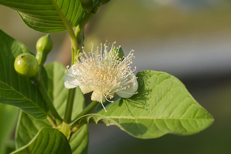 Close Up Guava Flower on Tree Stock Image - Image of flower, bloom ...