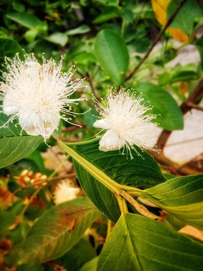 Guava Flowers, Beautiful White Guava Flowers on the Tree Stock Photo ...