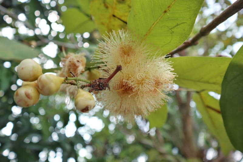 Guava flowers bloom stock photo. Image of yard, outdoor - 324327350