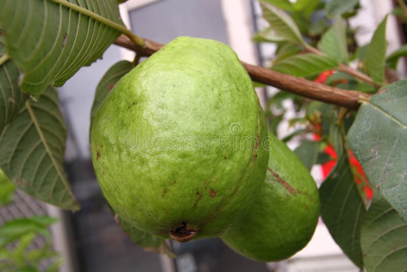 Guava stock image. Image of leaf, fresh, vegetable, garden - 51535459