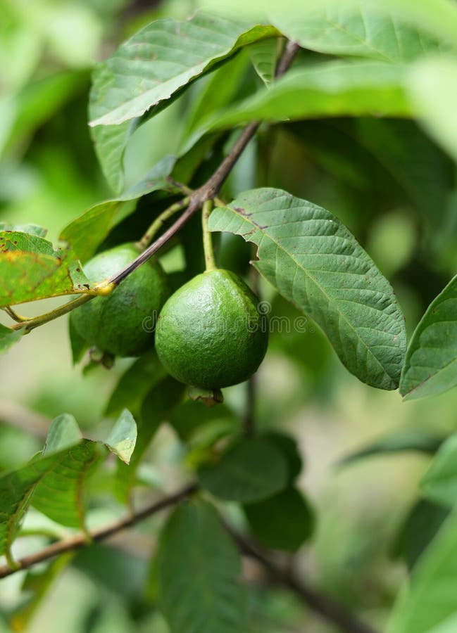 Guava Friut Wild Stock Photos - Free & Royalty-Free Stock Photos from ...