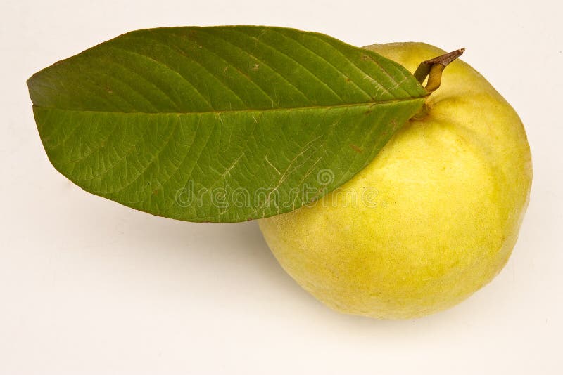 Guava fruit stock image. Image of healthy, food, tropical - 10470961