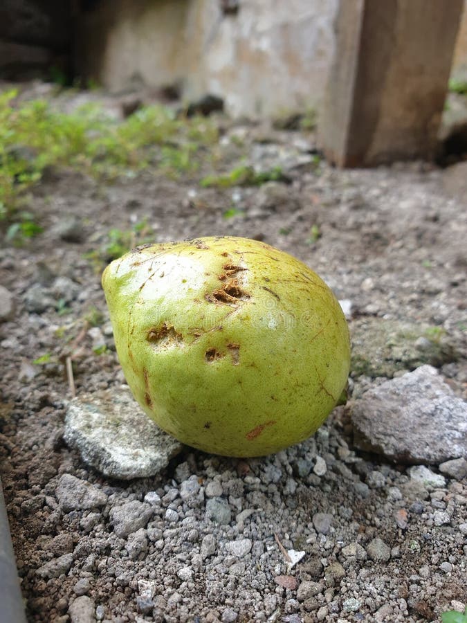 Guava Fruit Falling from the Tree Stock Photo - Image of fruit ...