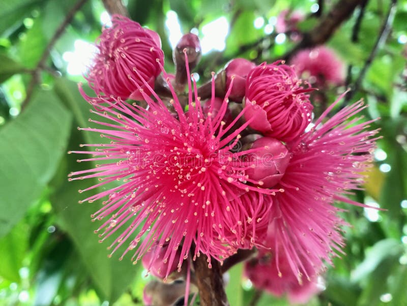 Flowers Jamika Stock Photos - Free & Royalty-Free Stock Photos from ...