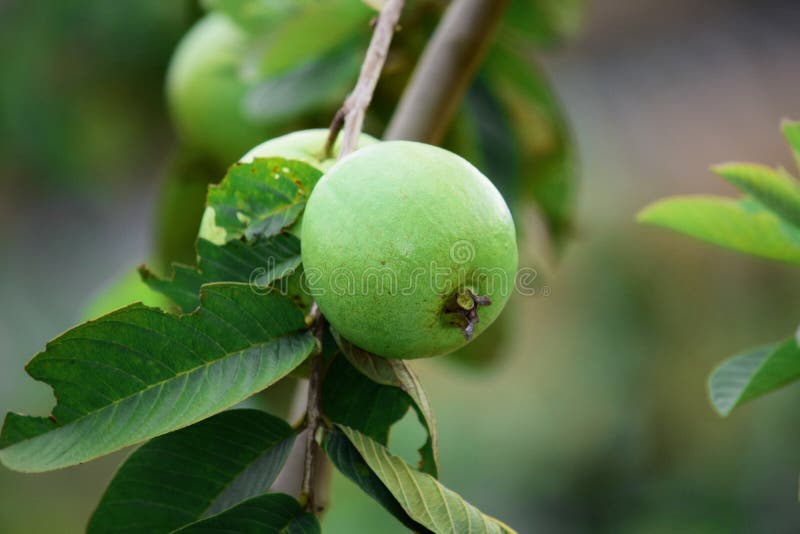 Fresh Guava Fruit on a Tree Ready for Harvest, Stock Image - Image of ...