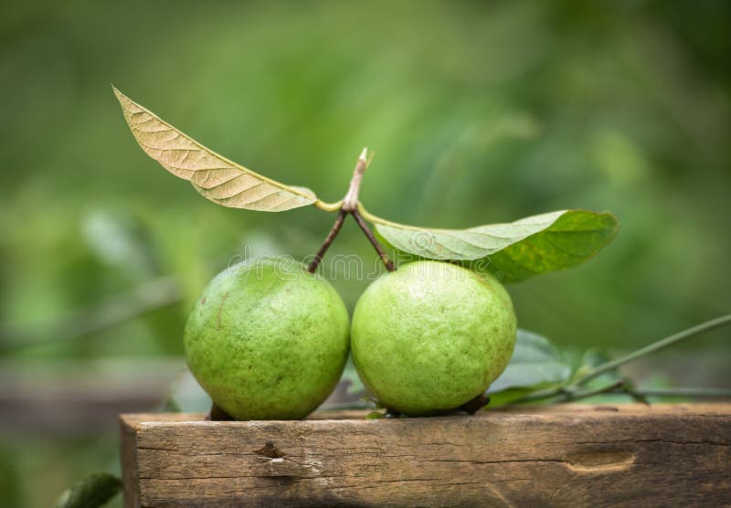Guava fruit stock photo. Image of green, vitamin, wood - 99401564