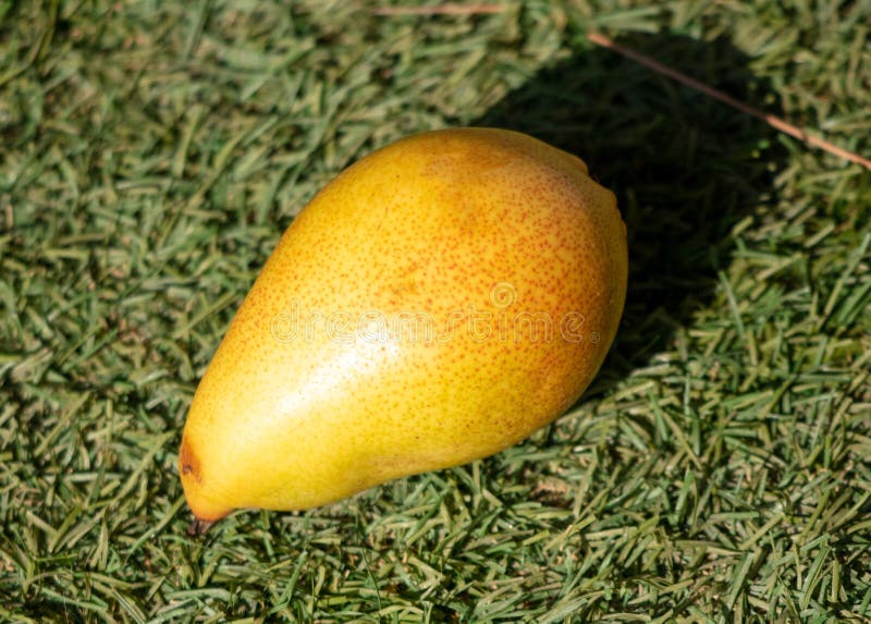 Guava Fruit on Green Grass. Stock Image - Image of diet, season: 268206467