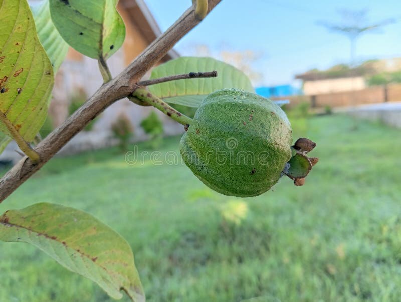Guava Fruit the Green One Indicates the Guava Fruit is Not yet Ripe ...