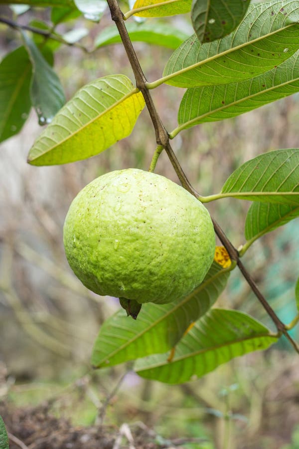 Young guava fruit stock photo. Image of natural, agriculture - 123064538