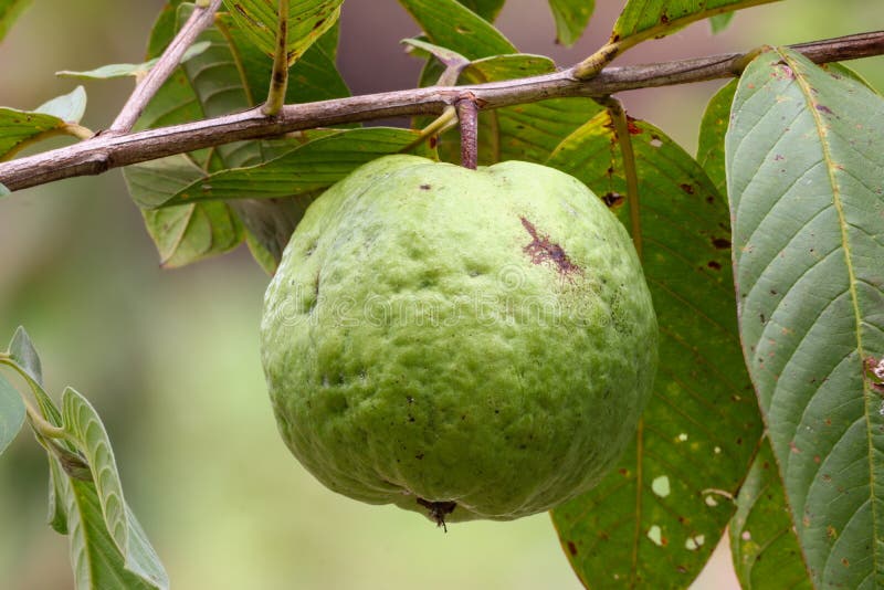 Guava Fruit Growing in the GardenThai Fruit Stock Photo - Image of ...