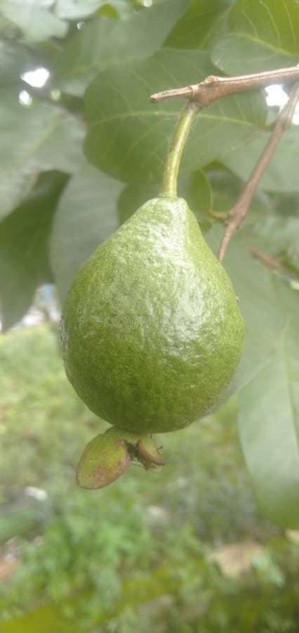 Guava fruit growth stock photo. Image of shrub, green - 356606104
