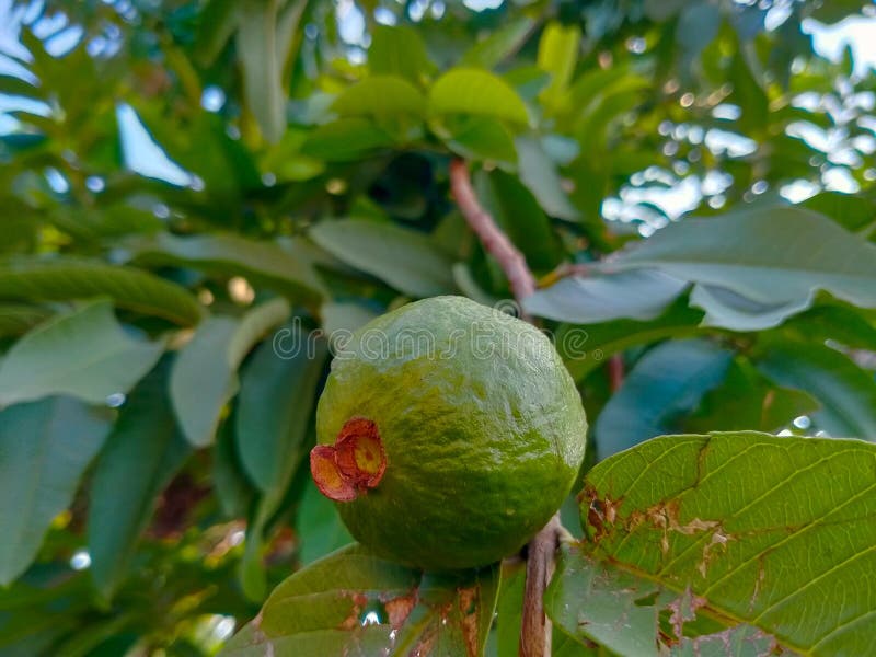 Guava fruit on guava tree. stock image. Image of yellow - 224668793