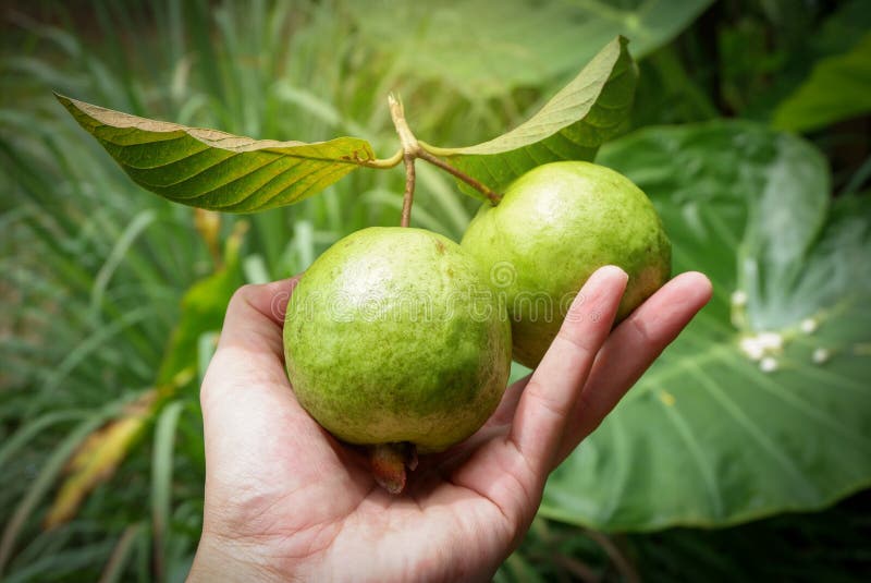 Guava fruit in hand stock image. Image of ripe, green - 99401545