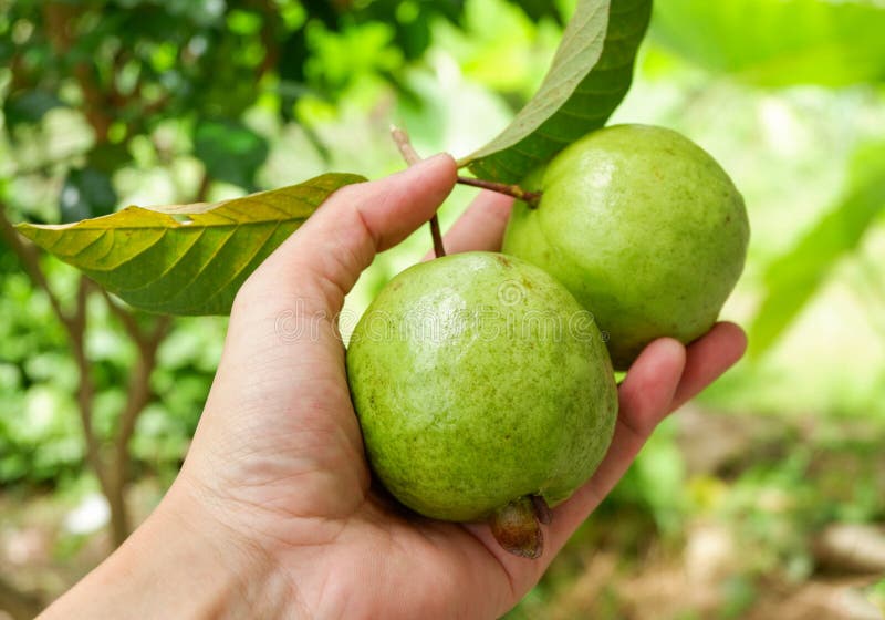 Guava fruit in hand stock image. Image of orchard, sweet - 99401597