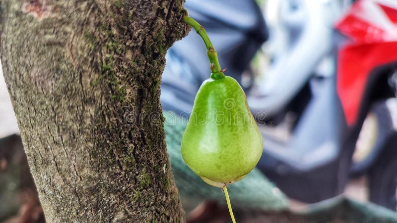 Guava Fruit Hanging from the Stem Alone Stock Image - Image of branch ...