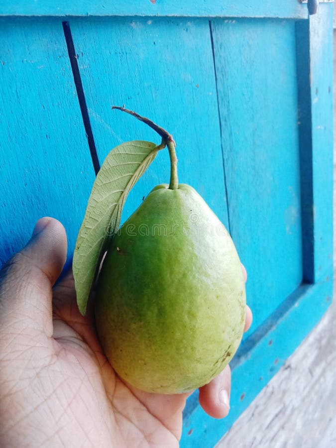 Guava Fruit that Has Started To Ripen Stock Photo - Image of fruit ...