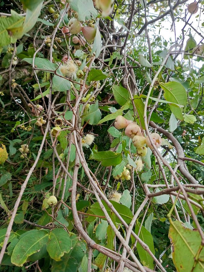 Guava Fruit that Has Started To Turn Red Grows Wild in a Small River ...