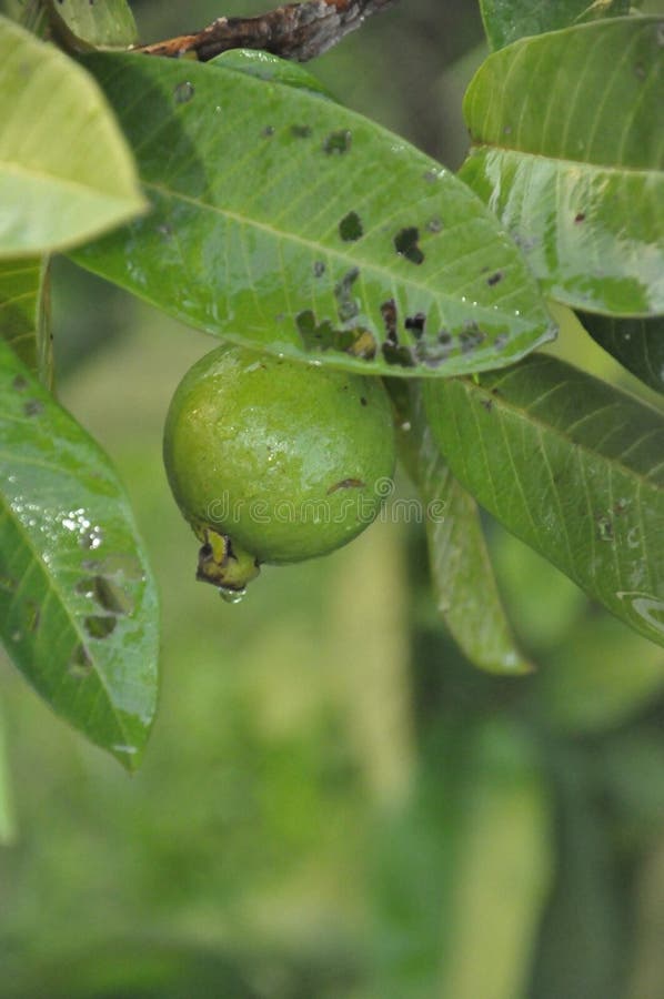 Guava Fruit Indian Best Helth Stock Image - Image of guava, fruit ...
