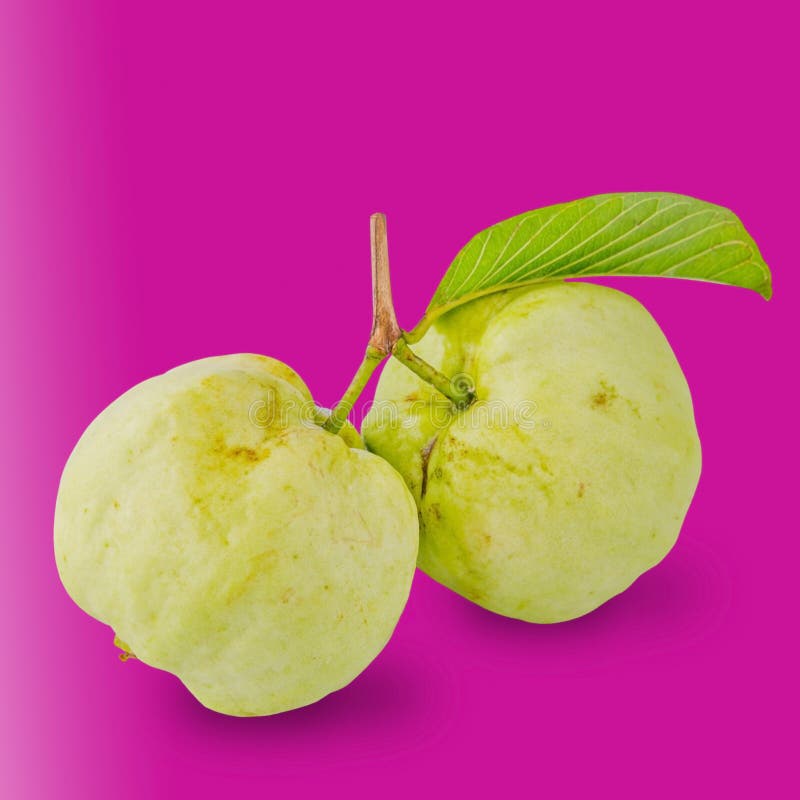 Guava Fruit with Leaves Isolated Stock Photo - Image of clipping ...