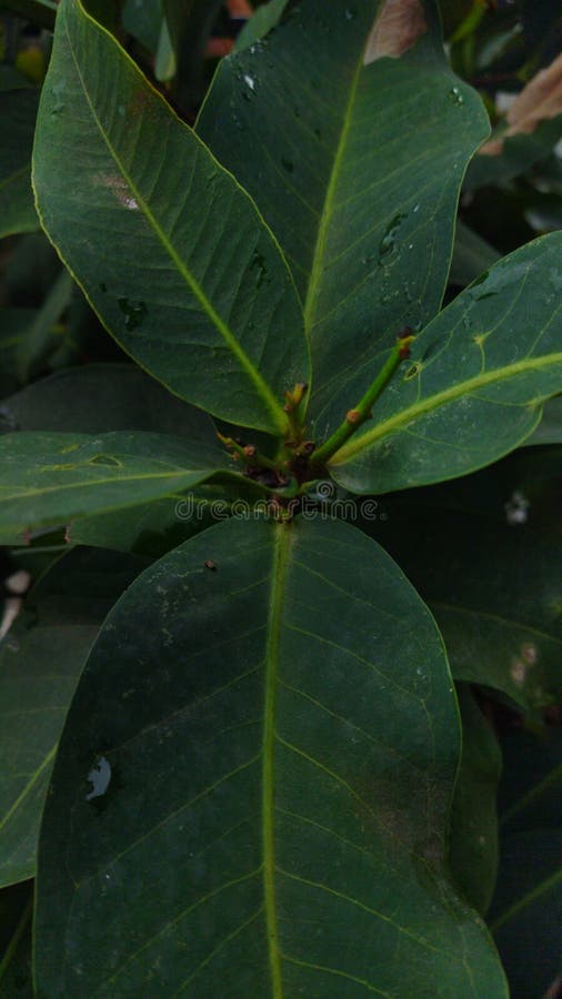 Guava Fruit Leaves that Look Green and Fresh with a Little Light Stock ...