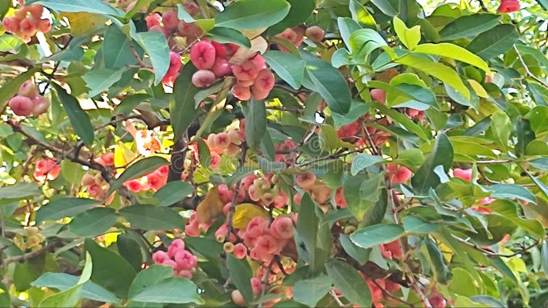 Guava Fruit is Like a Rose in a Garden Stock Image - Image of guava ...