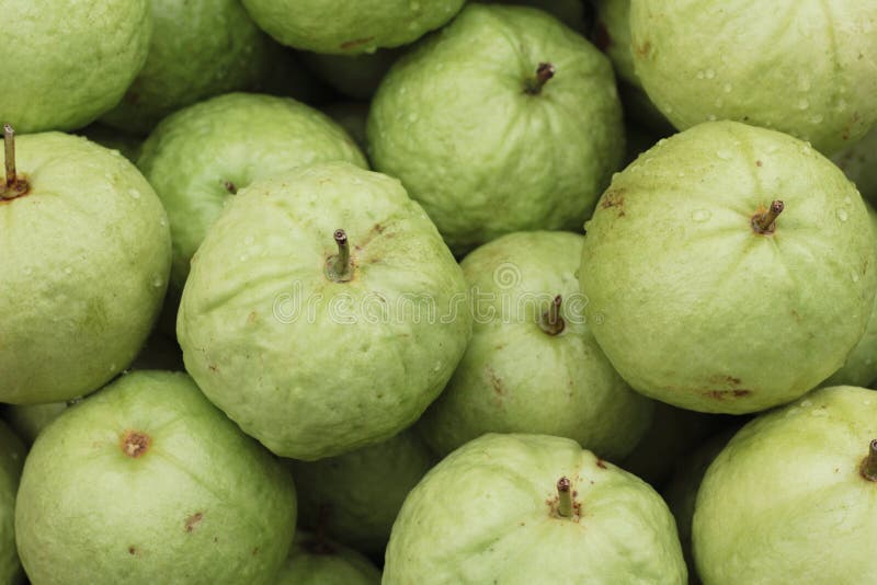 Guava fruit in the market. stock photo. Image of fruit - 94582174