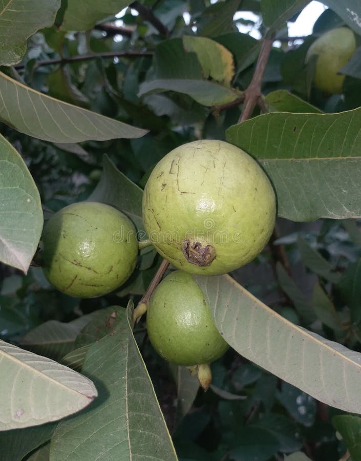 Guava fruit pic stock image. Image of winter, sweet - 168114271