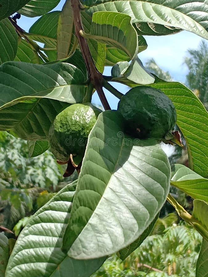 Two guava stock image. Image of flower, fruit, tropics - 201501077
