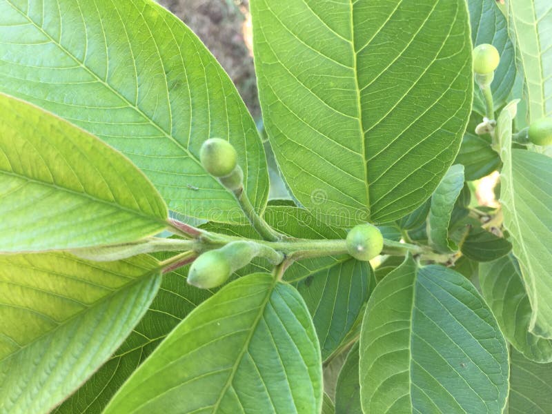 Guava fruit stock image. Image of young, plant, guava - 261923491