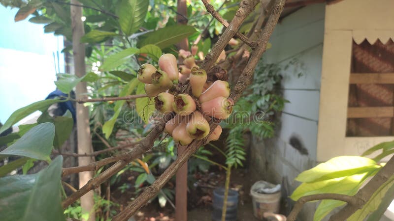 Guava Fruit, Plants, Trees, Leaves, Guava Seeds Stock Photo - Image of ...