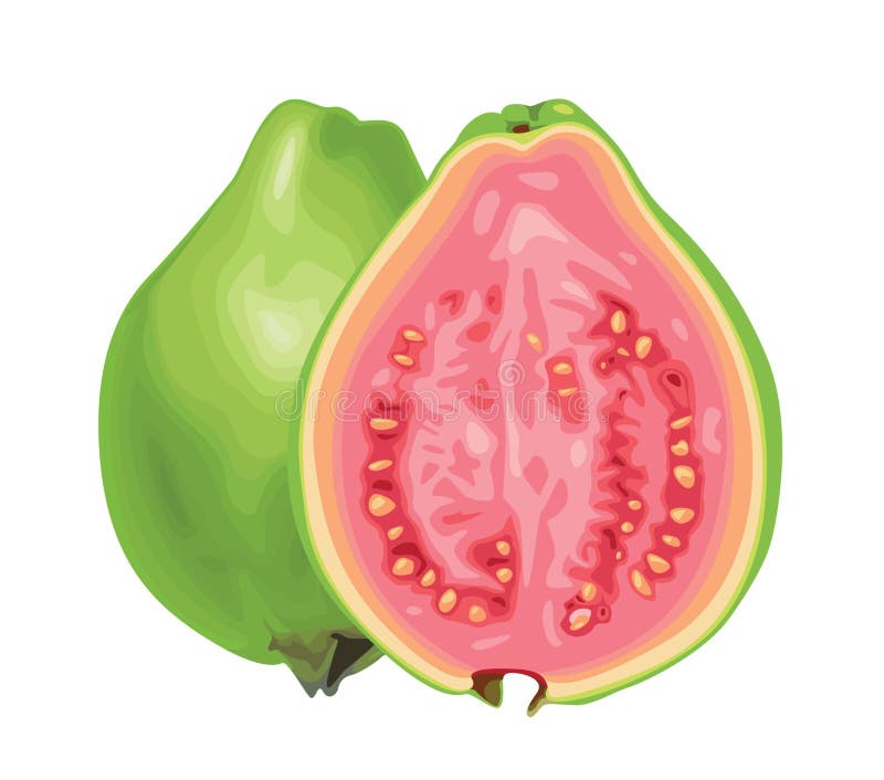 Guava Fruit Realistic Vector Illustration Stock Vector - Illustration ...