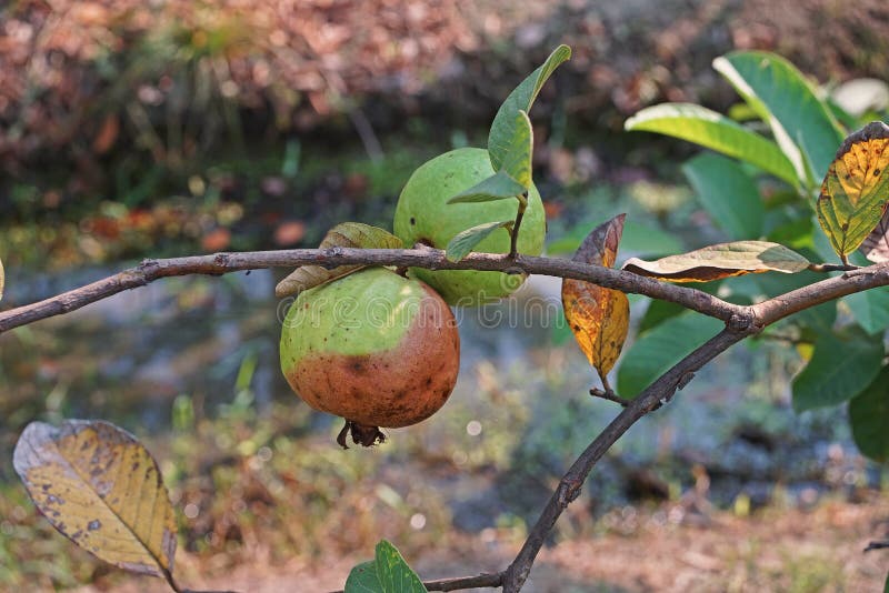 Damaged Fruits Tree Disease Stock Photo - Image of agriculture, pests ...