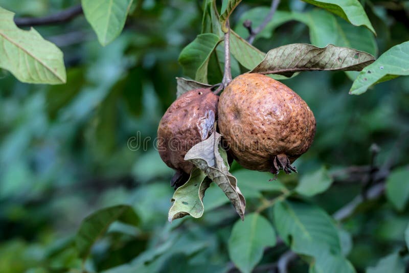 Rotten Guava Guava Tree Stock Photos - Free & Royalty-Free Stock Photos ...