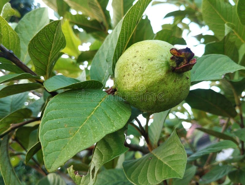 Guava Fruit Still on Tree in Outdoor Garden Stock Photo - Image of ...