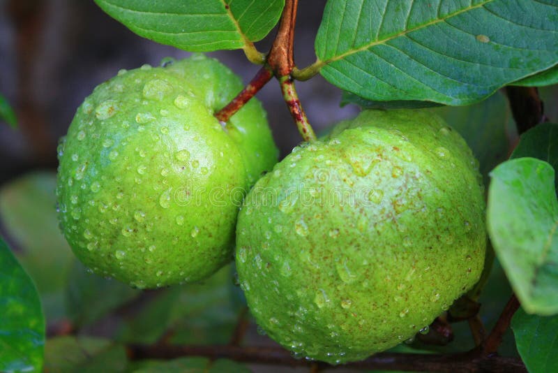 Guava fruit,Thailand stock photo. Image of fruits, thailand - 46393562